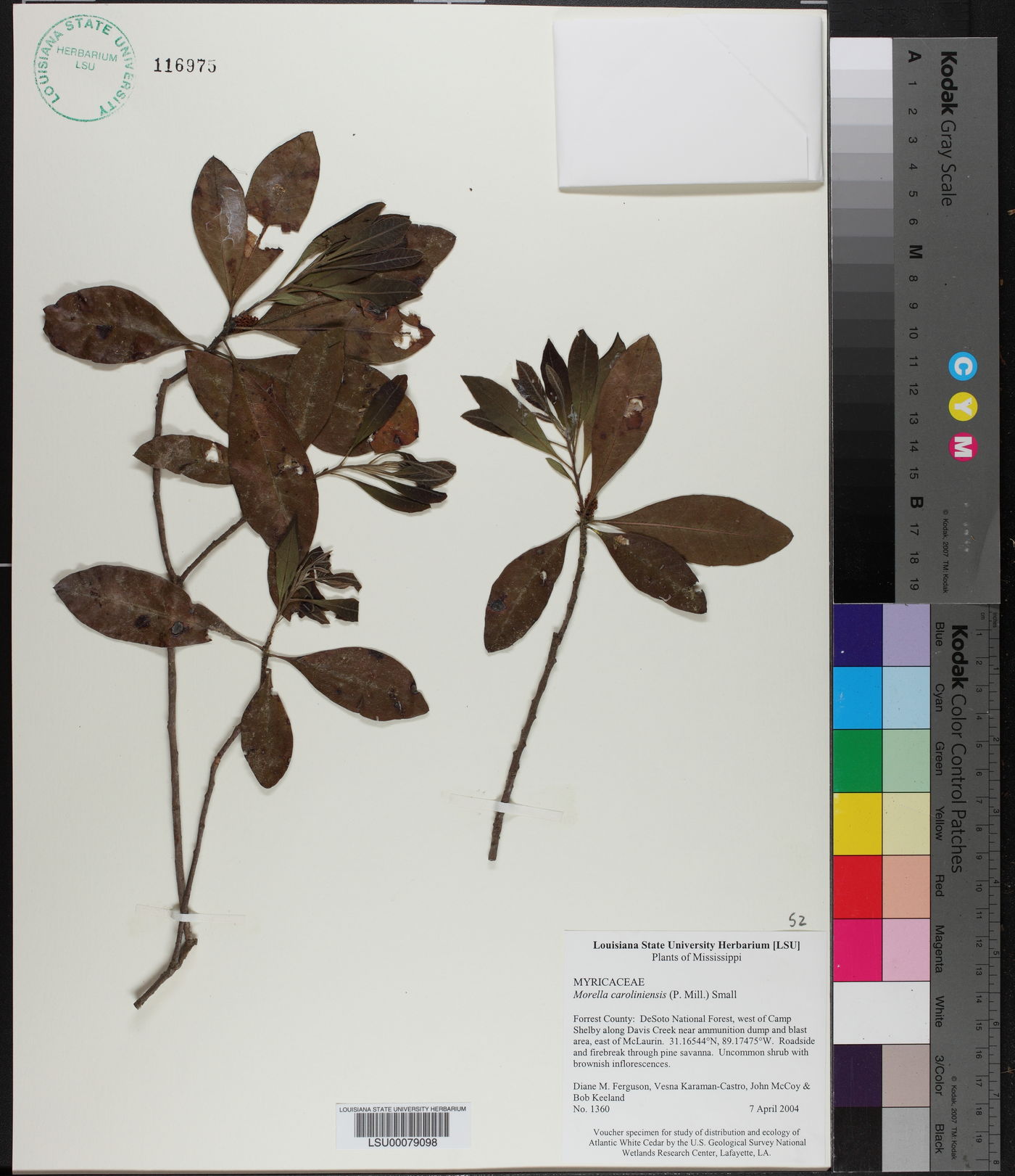 SERNEC - Morella caroliniensis
