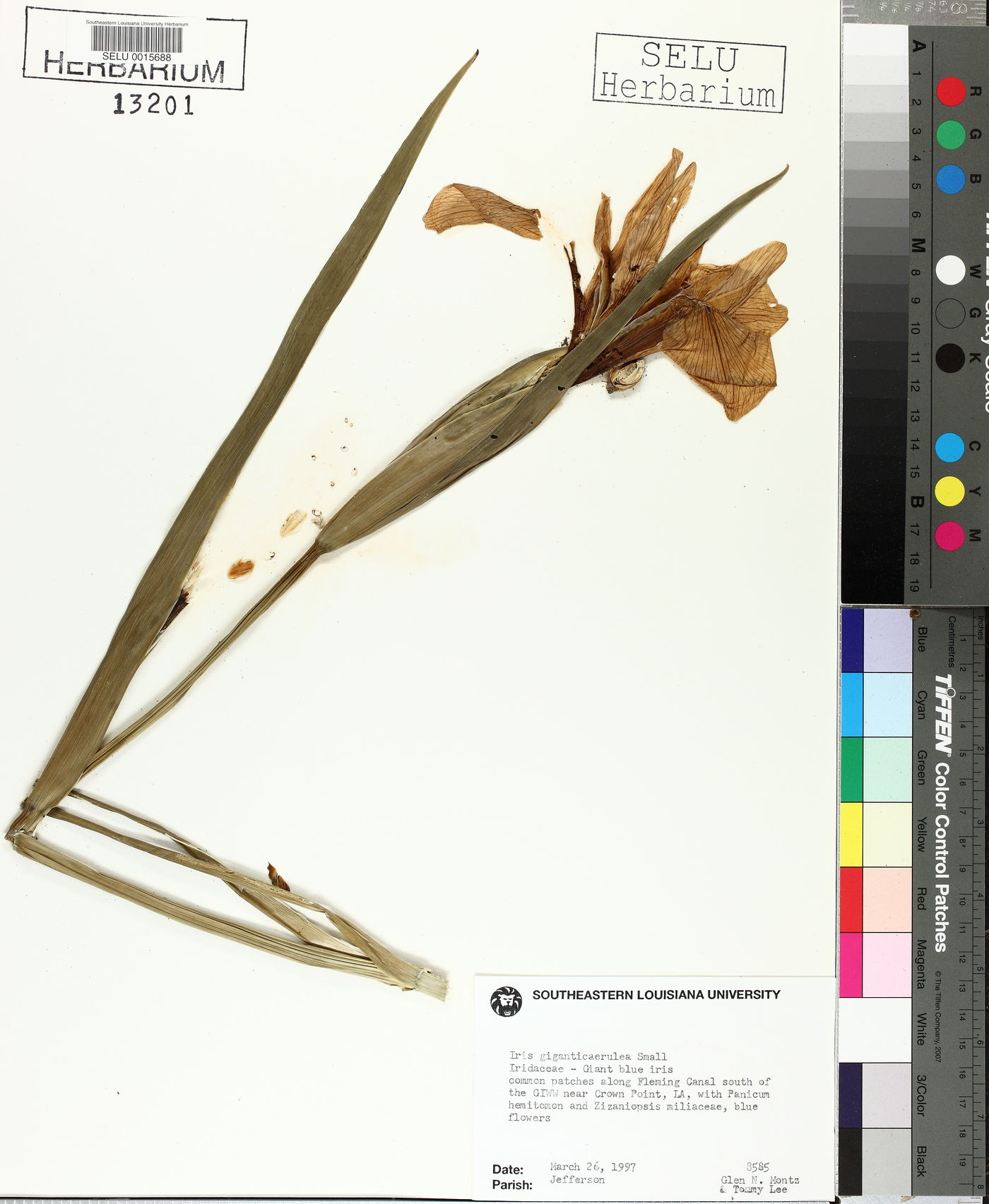 SEINet Portal Network Detailed Collection Record Information